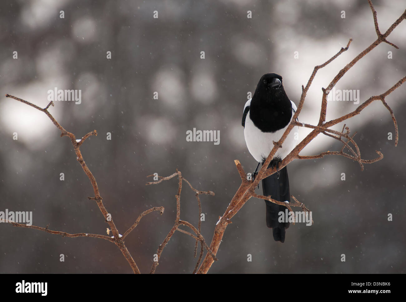Magpie intelligence hi-res stock photography and images - Alamy