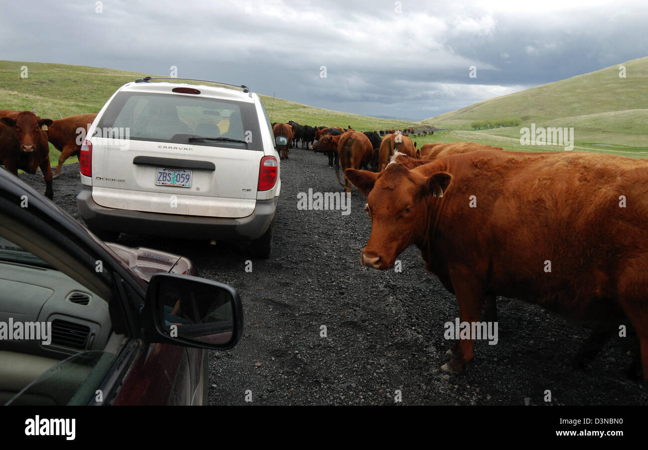 Cattle car cars hi-res stock photography and images - Alamy