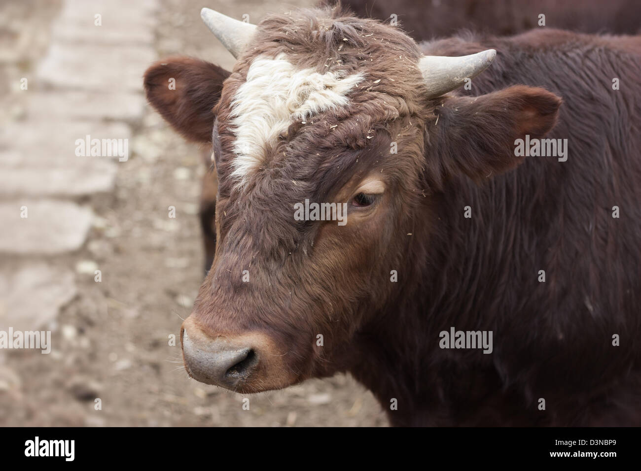 brown cow, large calf Stock Photo - Alamy
