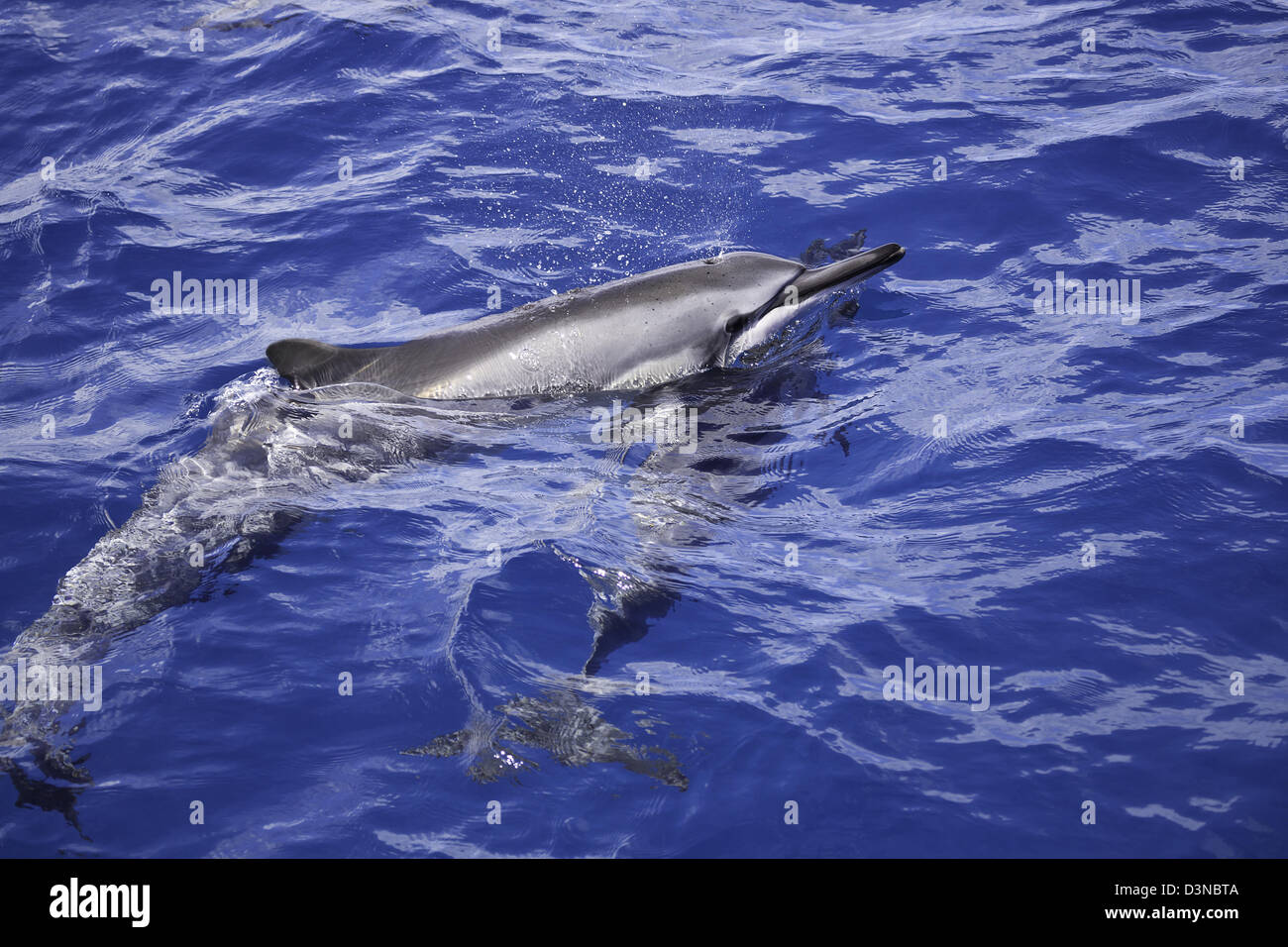 A spinner dolphin, Stenella longirostris, surfaces for a breath off the ...