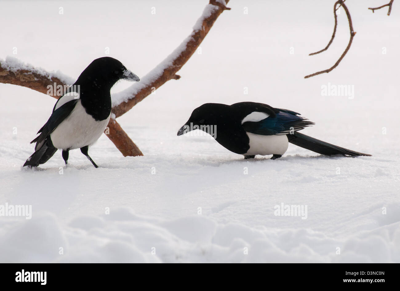 Magpie intelligence hi-res stock photography and images - Alamy
