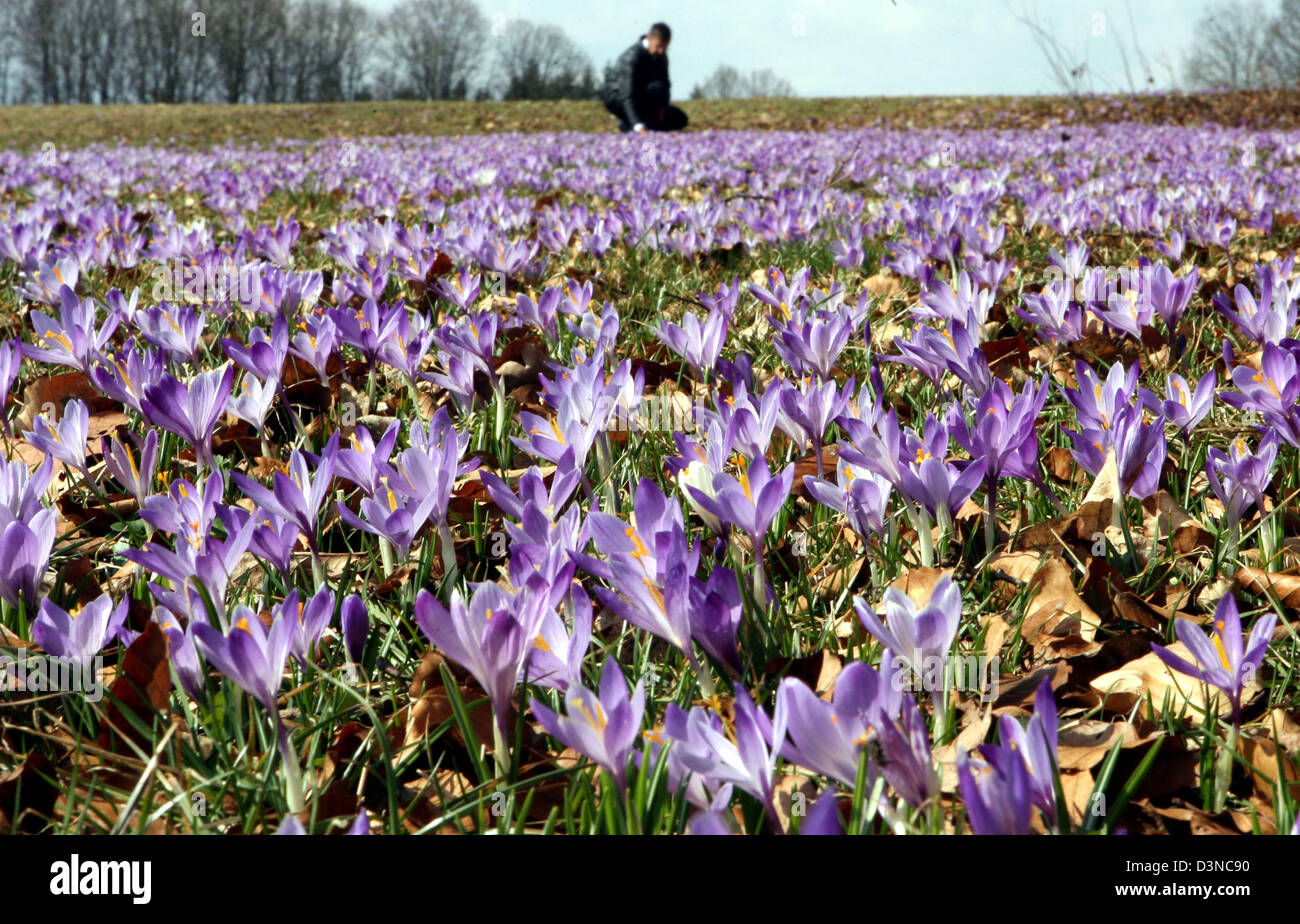 A sea of wild crocus unfolds to the photographer on a meadow near ...