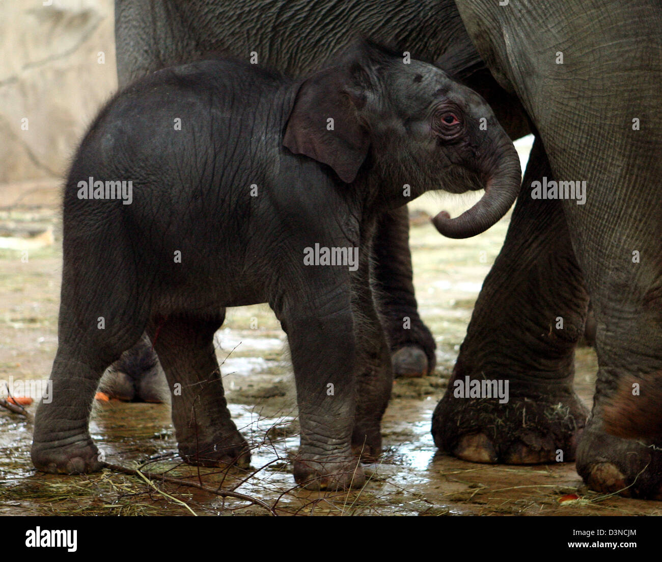 Elephant mother Khaing Luin Htoo protects its elephant baby in the zoo ...