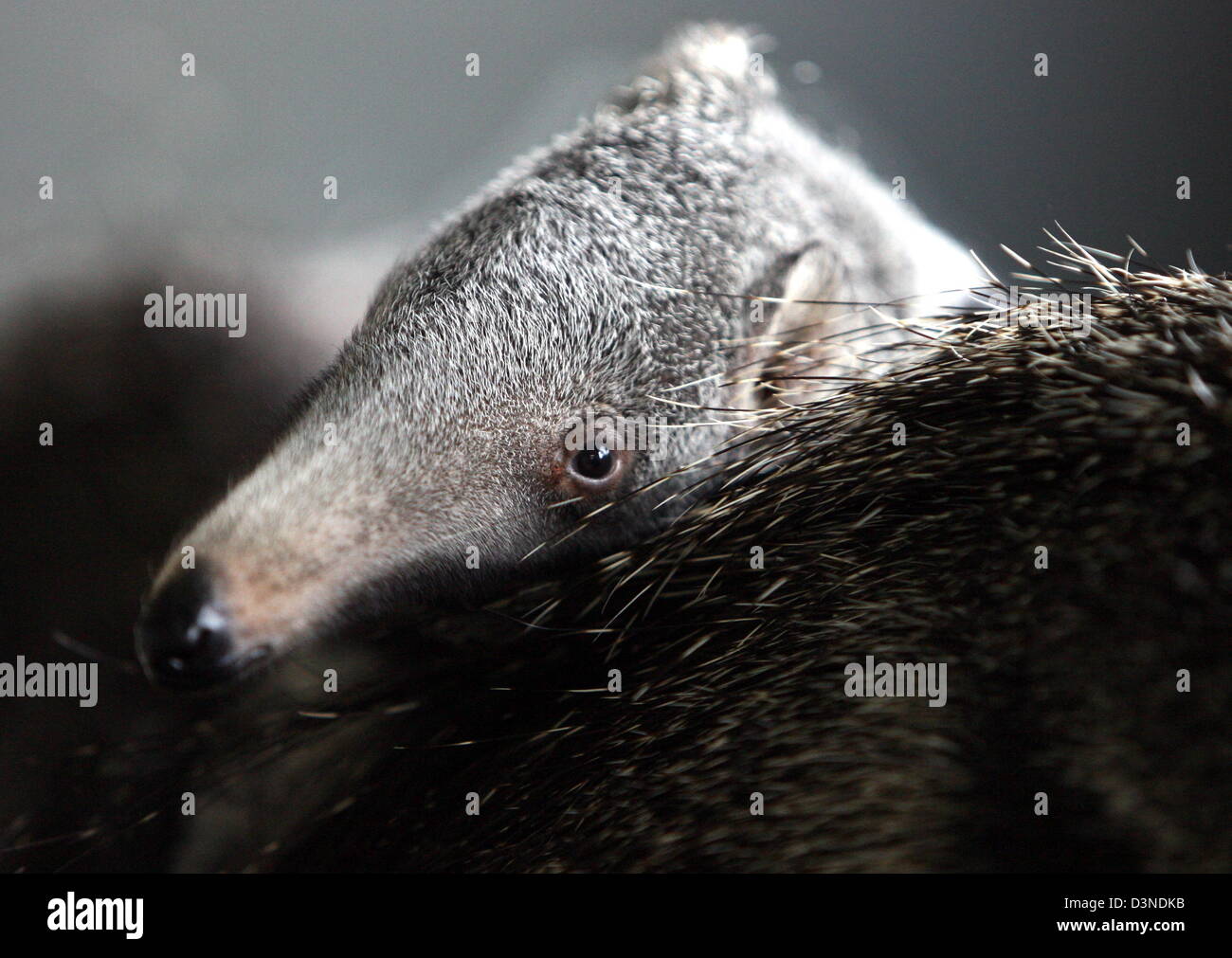 The offspring of an ant-eater claws to the fur of its mother at the zoo ...
