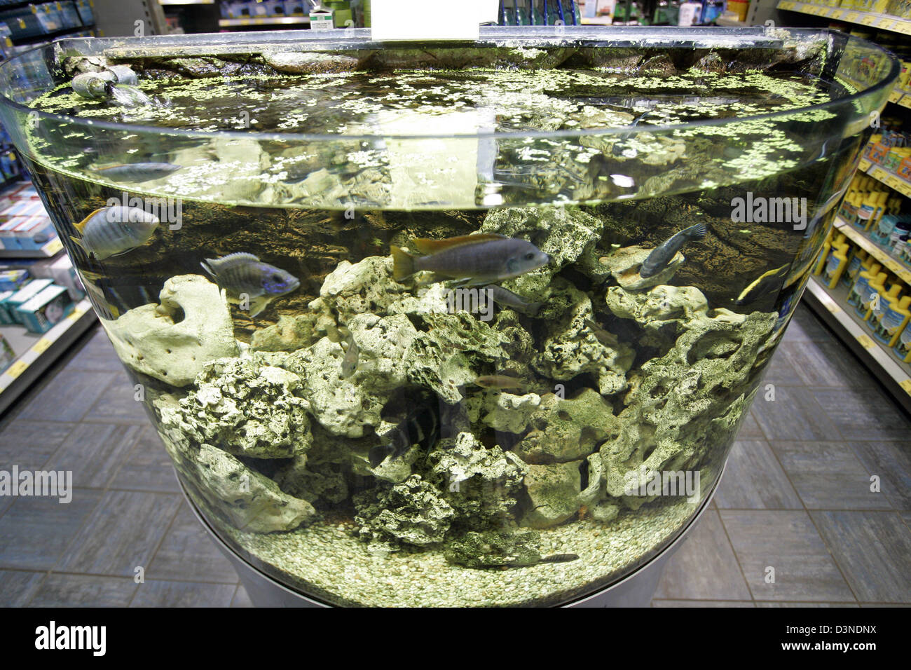 Perches parade in a well equipped fish tank in a comprehensive fish ...