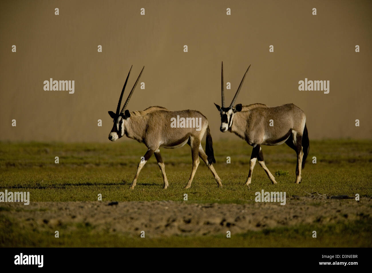 Namibia damaraland walking safari hi-res stock photography and images ...
