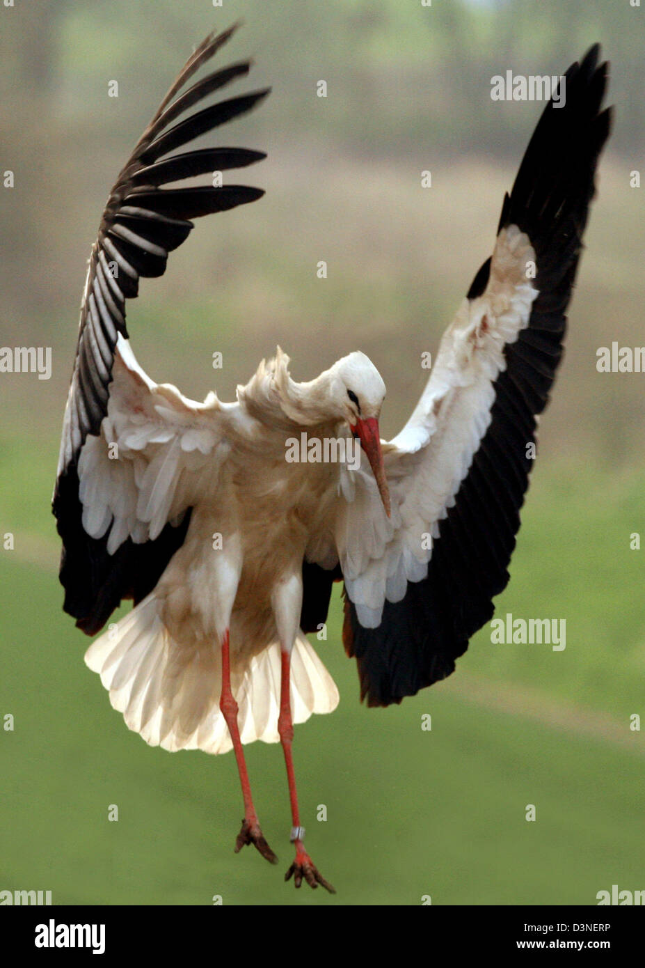 A stork lands with extended swings on his eyrie in Joessen, Germany, 22 ...