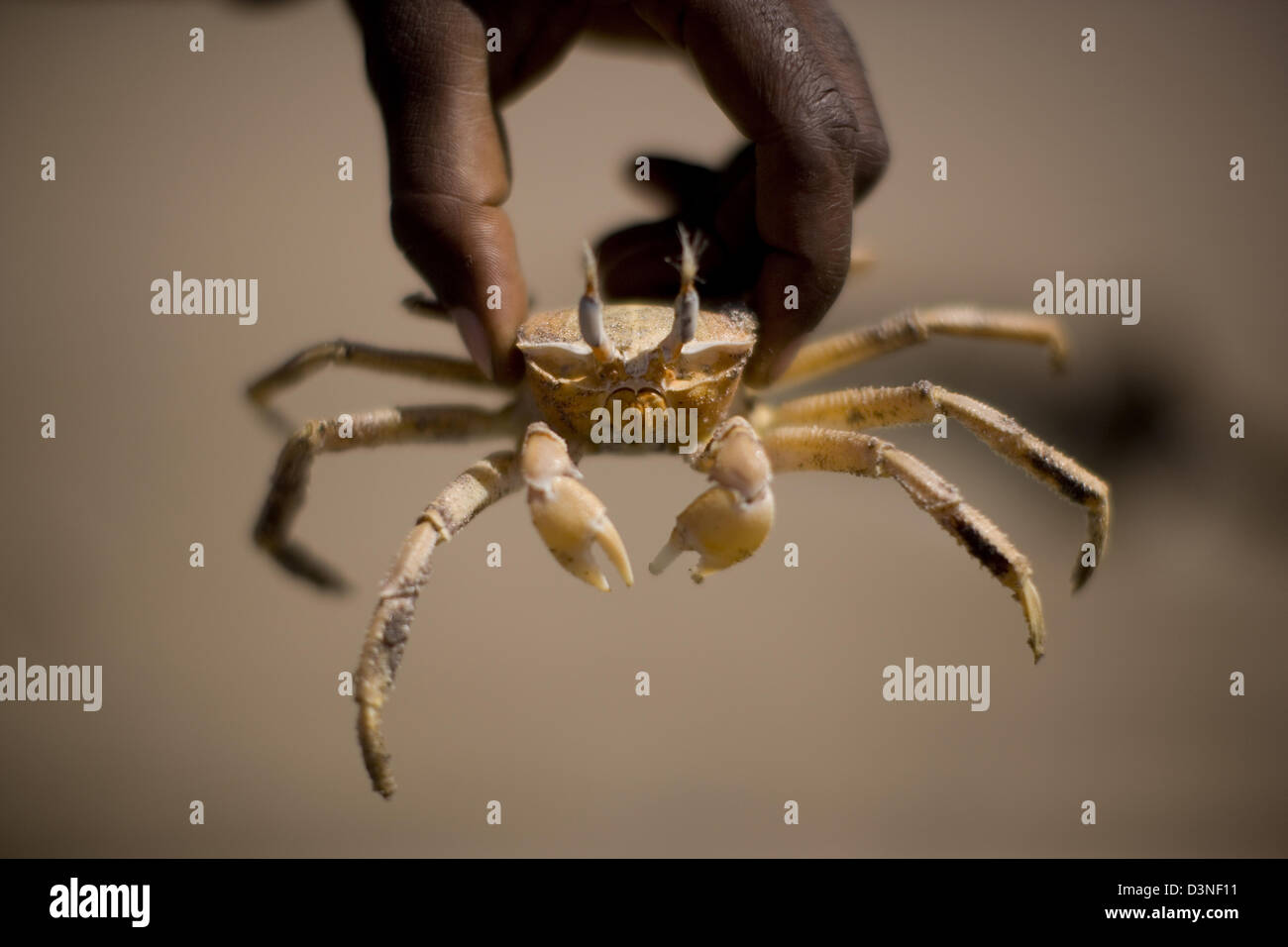 Man holding ghost crab on beach in Namibia Stock Photo - Alamy