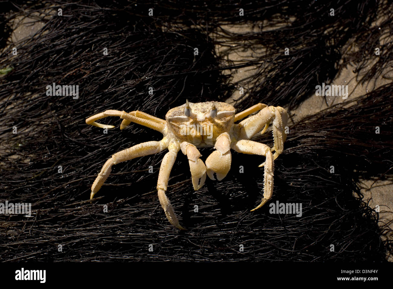 Ghost crab on seaweed, beach in Namibia Stock Photo - Alamy