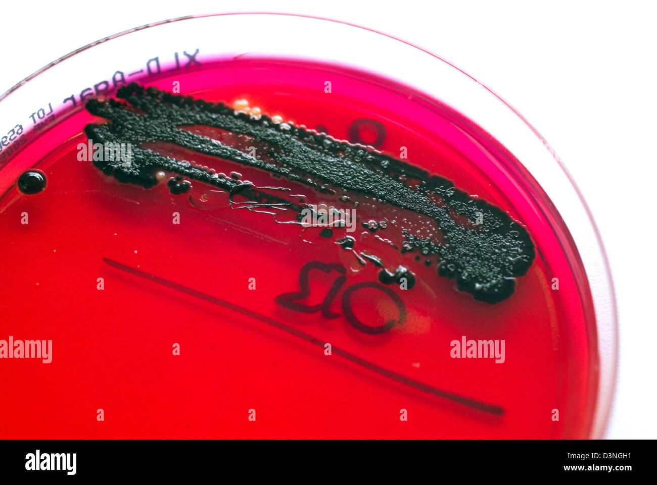 Xld Agar Uninoculated