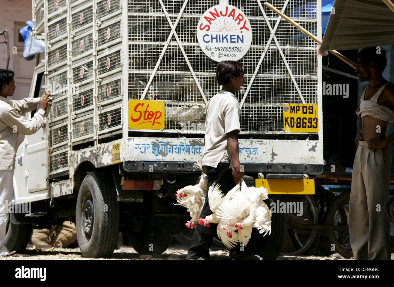 A young Indian man unloads chickens from a lorry with cages by holding ...