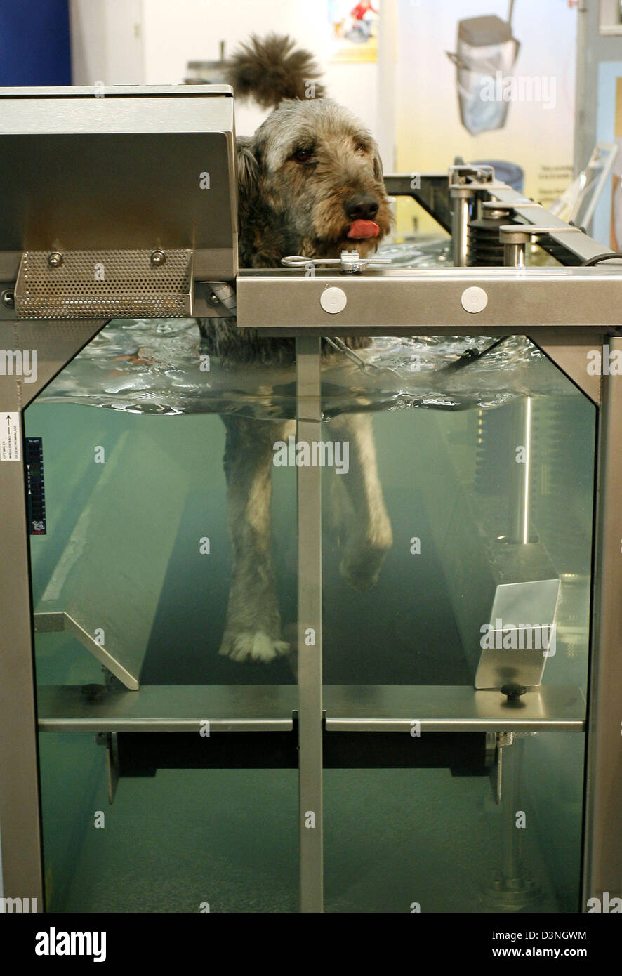 The picture shows a dog running on a muscle-sparing water-treadmill at ...