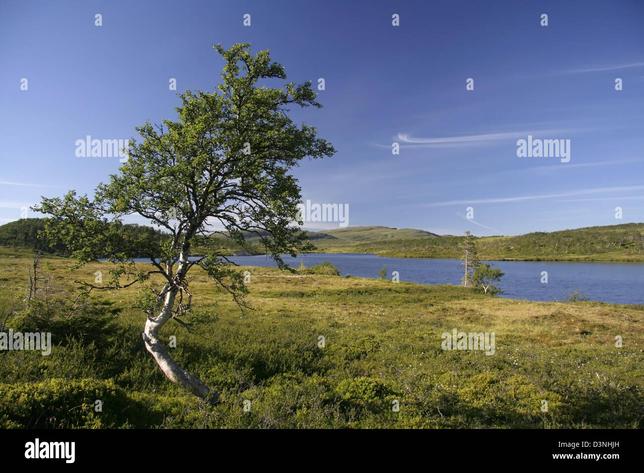 Nature landscape of Lonely tree by the lake Stock Photo - Alamy