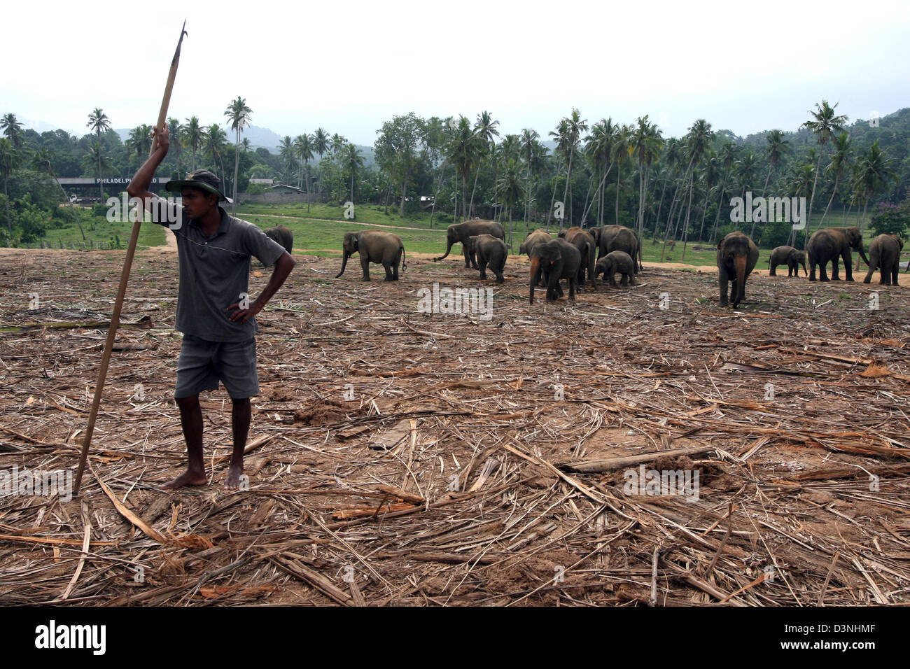 A Mahout (elephant guide) with the indispensable stick takes care of a ...