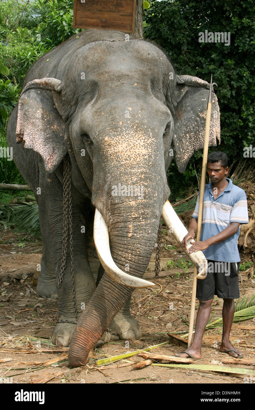 A Mahout (elephant guide) with the indispensable stick stands next to ...