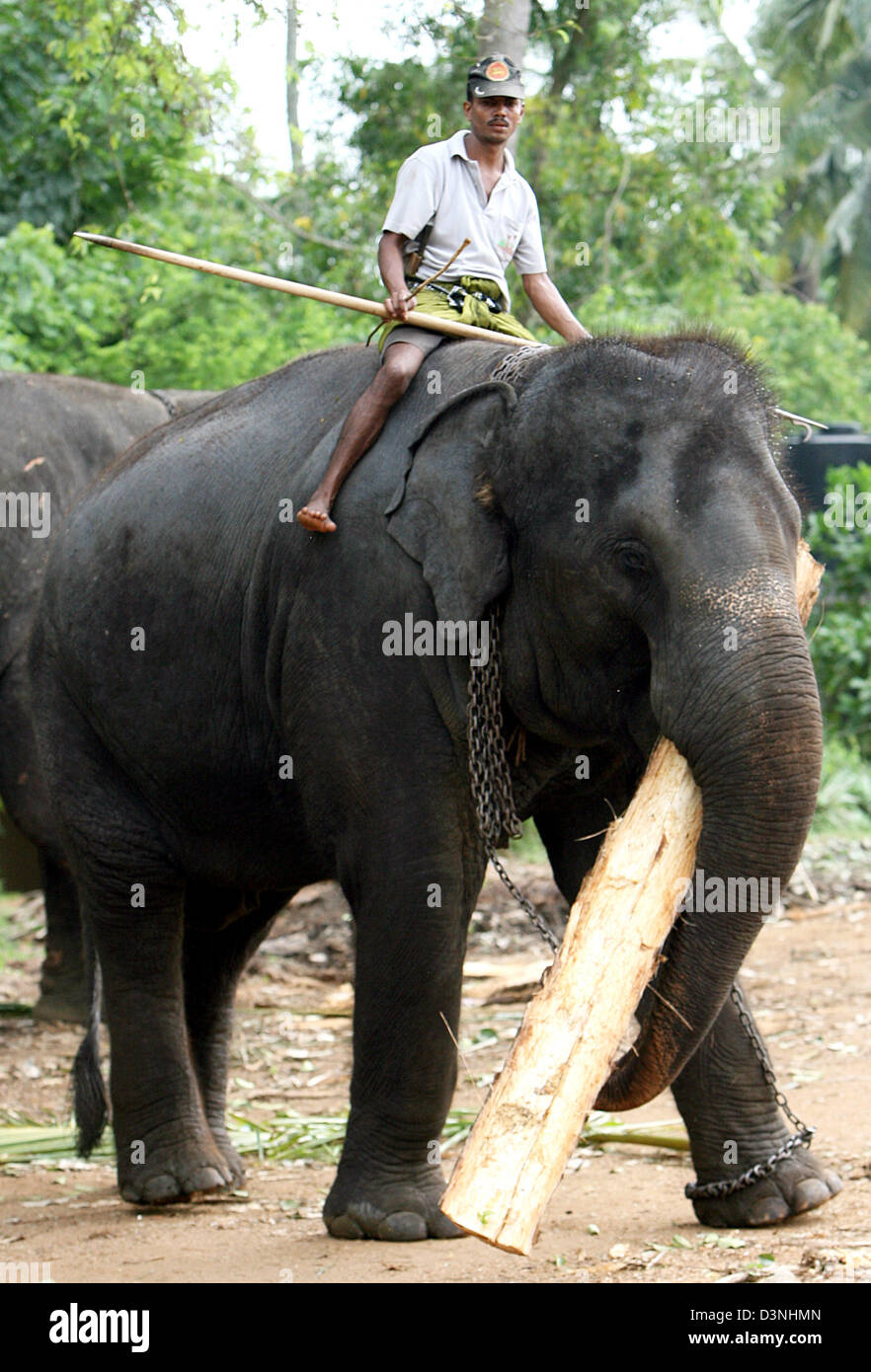 A work elephant with a mahout (elephant guide) on its back carries a ...