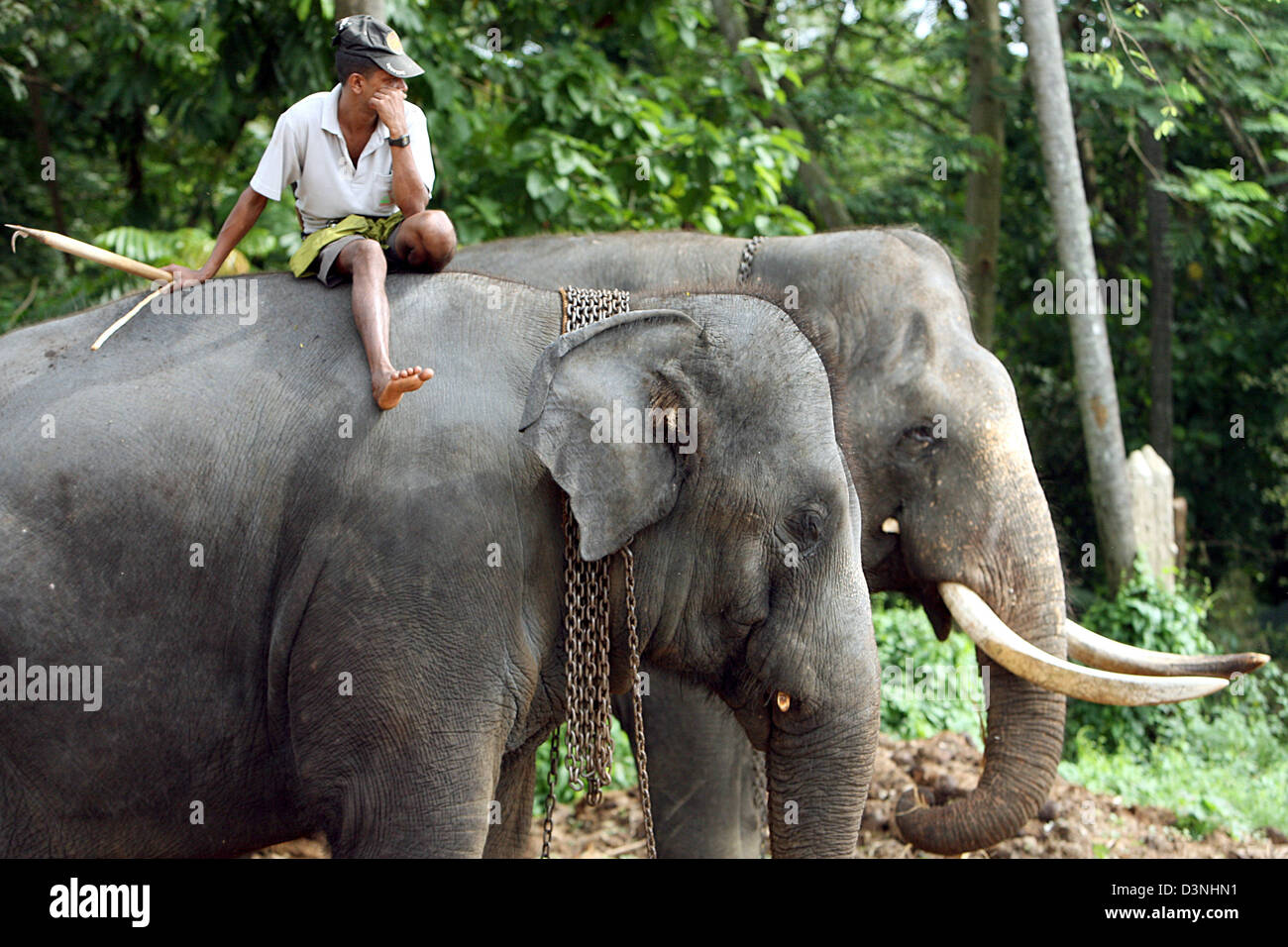 A work elephant with a mahout (elephant guide) on its back sits next to ...