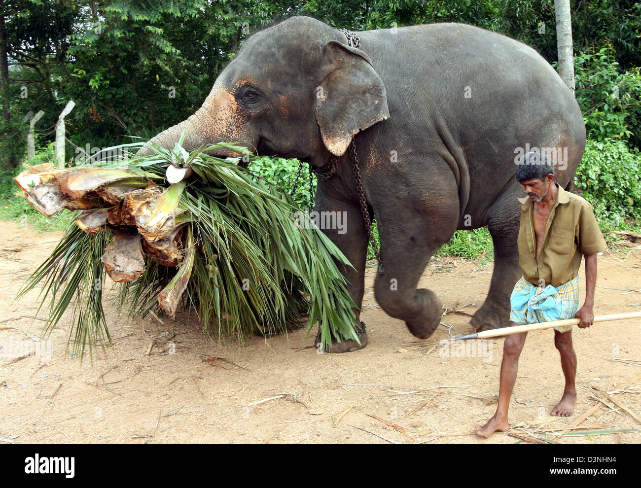 Elephants on the stick hi-res stock photography and images - Alamy