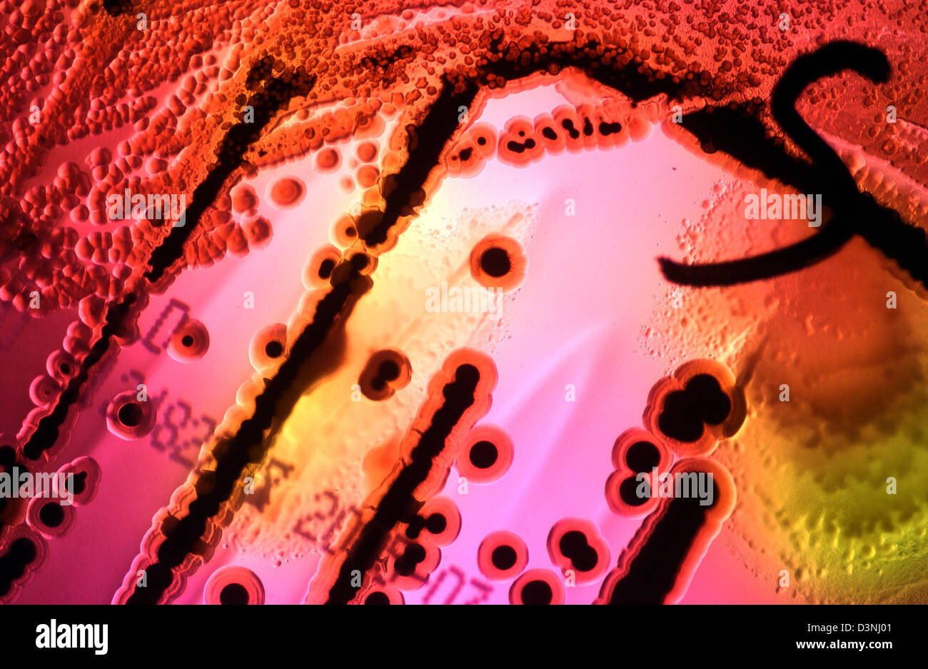 Xld Agar Uninoculated