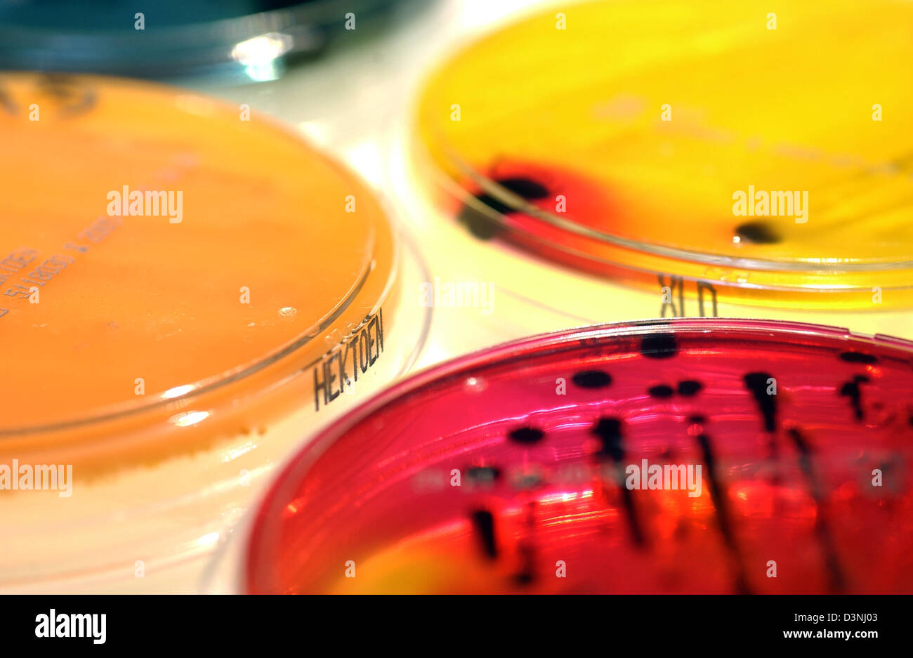 Xld Agar XLD Agar (EP, USP, JP, BP) 90mm Plates Pk 10 Trafalgar