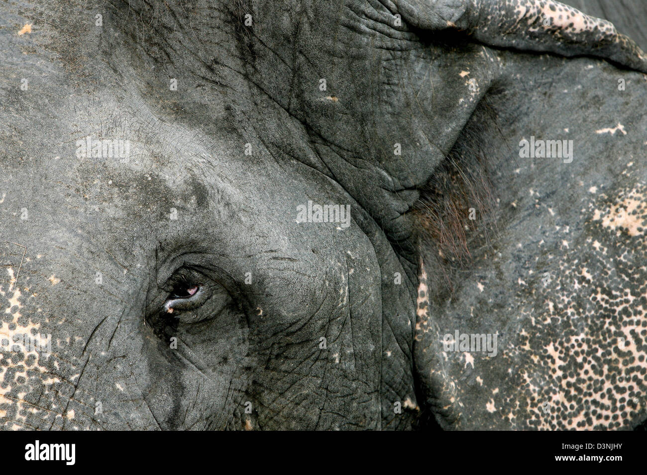 Close up shot of an Asian Elephant (lat.: Elephas Maximus ...
