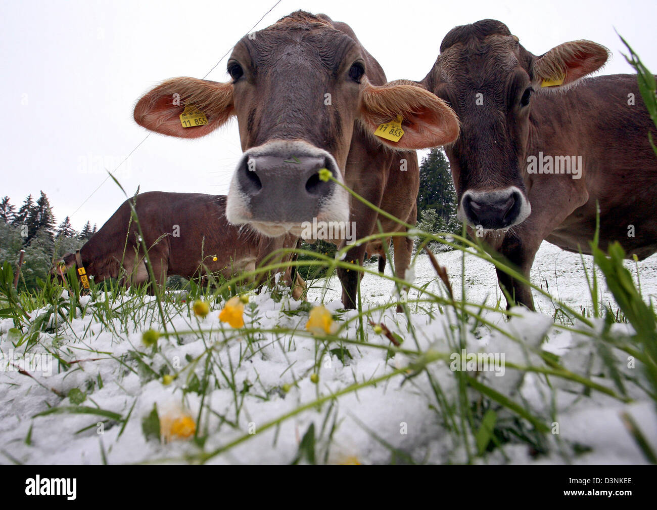 Pictured in wertach hi-res stock photography and images - Alamy