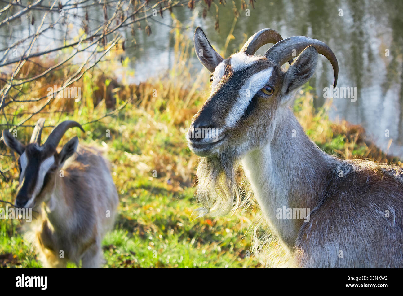 goats on a pasture in the fall Stock Photo - Alamy