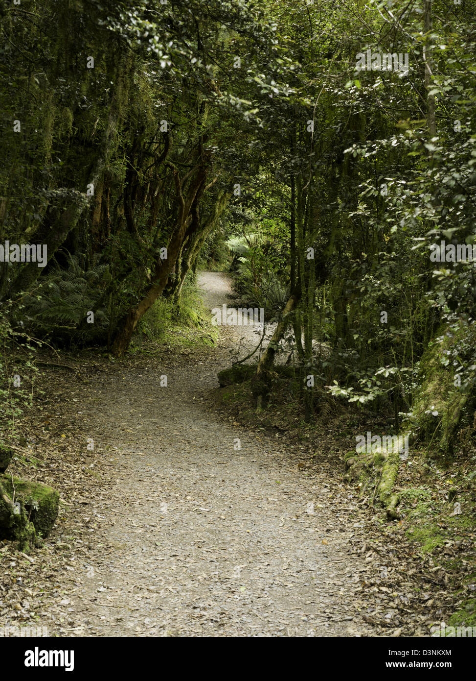 Humid temperate rainforests hi-res stock photography and images - Alamy