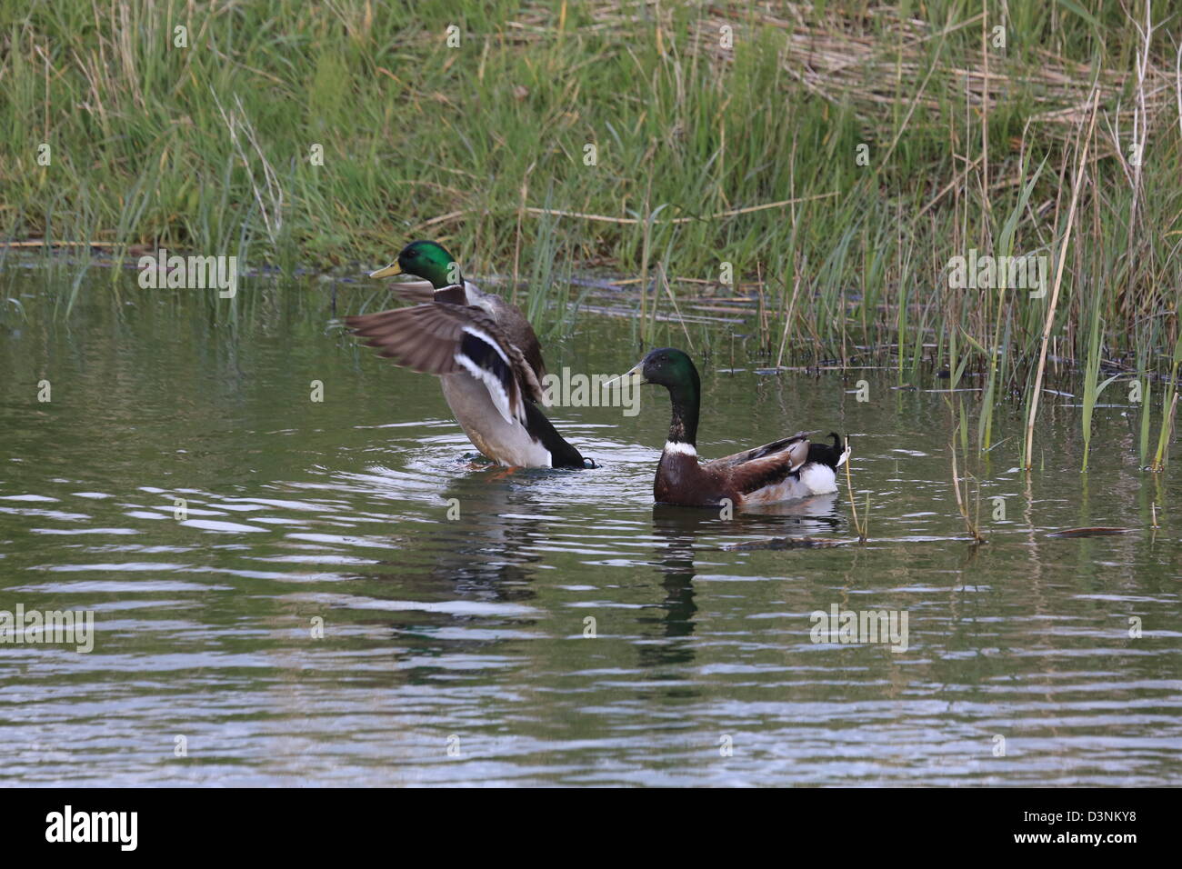 co county kerry, two 2 male alert mallard duck in an irish wild river ...