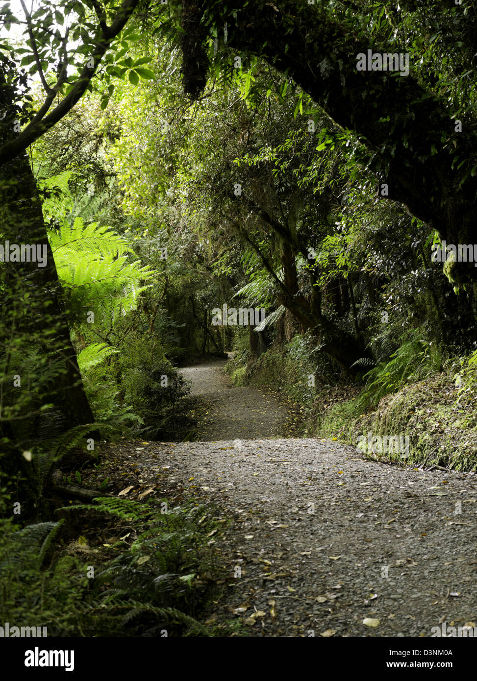 Humid temperate rainforests hi-res stock photography and images - Alamy
