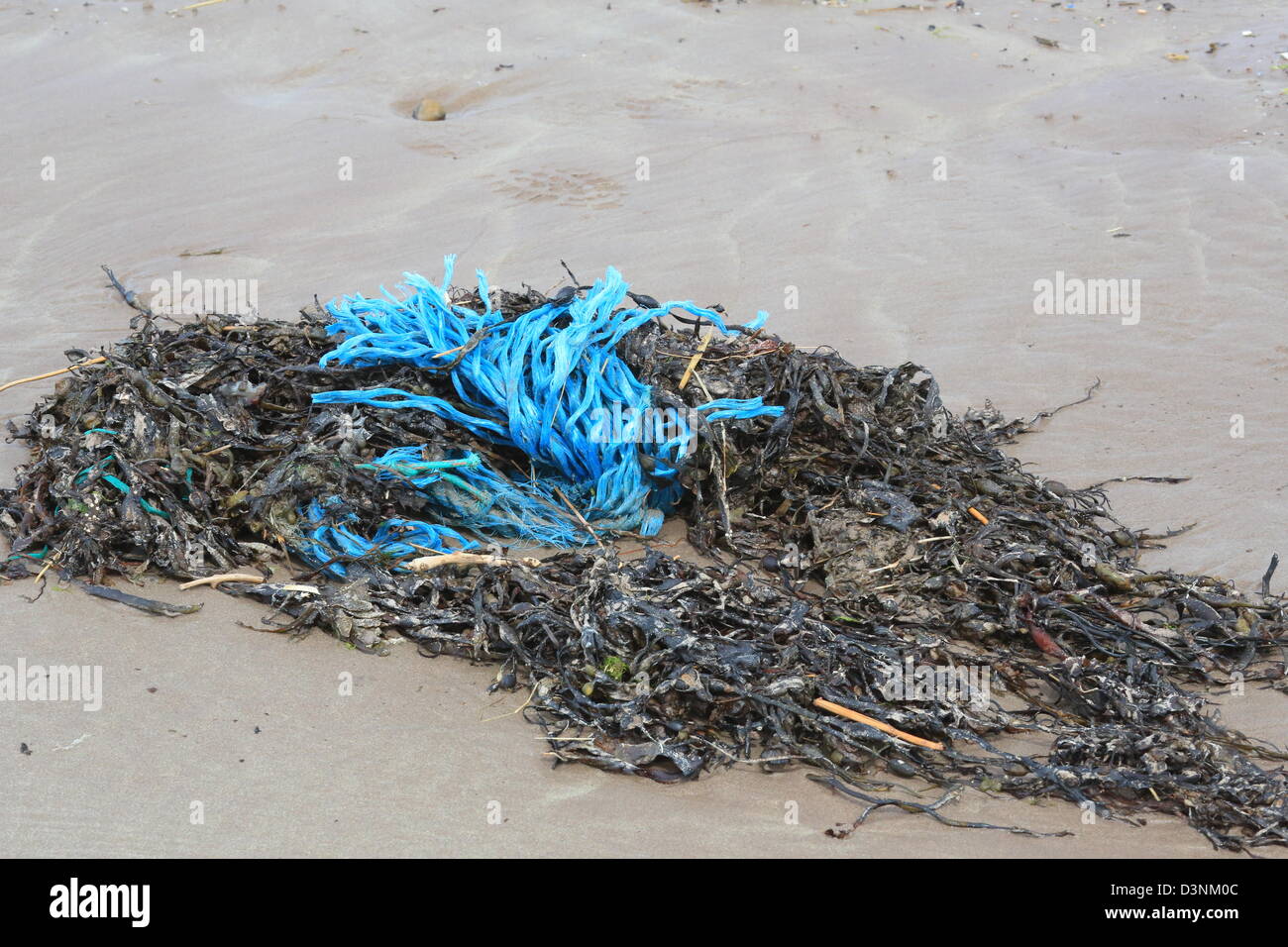 Blue Seaweed Stock Photos & Blue Seaweed Stock Images - Alamy
