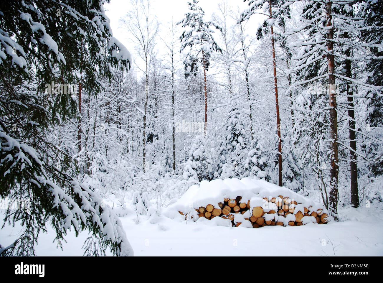 Log pile logpile hi-res stock photography and images - Alamy