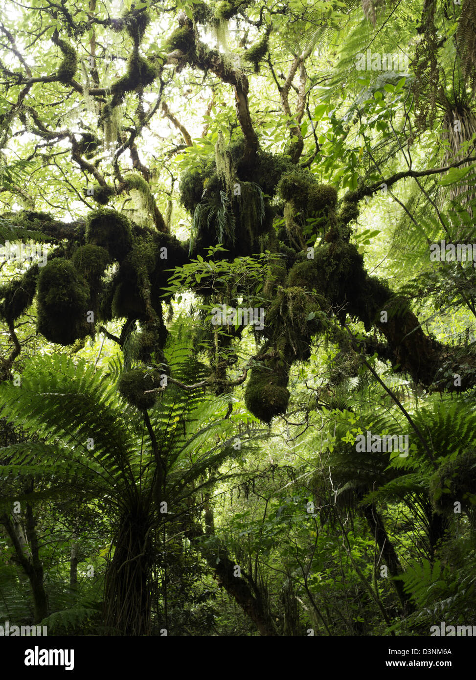 Humid temperate rainforests hi-res stock photography and images - Alamy