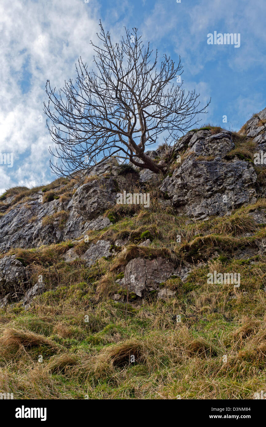 Tree clinging to rocks hi-res stock photography and images - Alamy