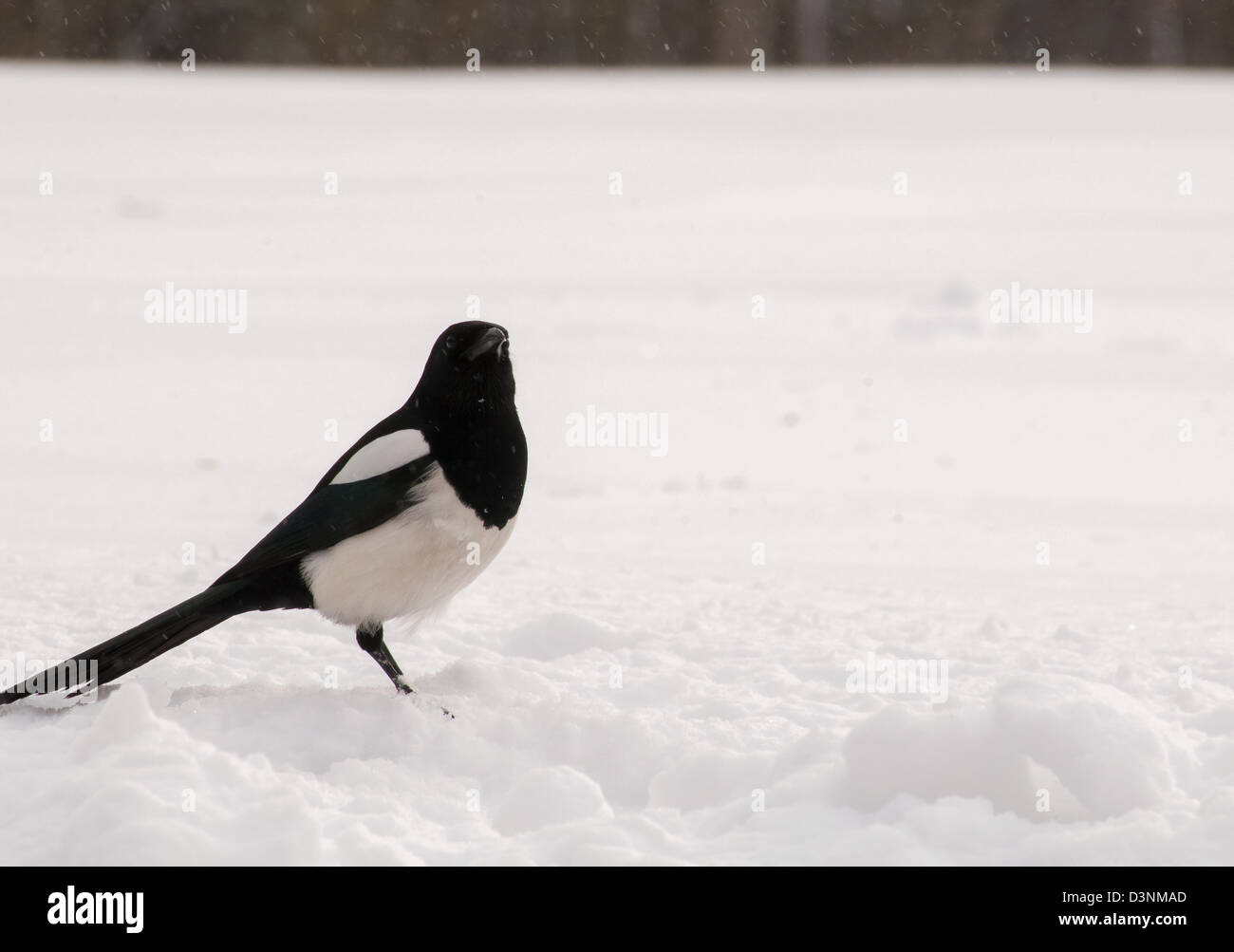 Magpie intelligence hi-res stock photography and images - Alamy