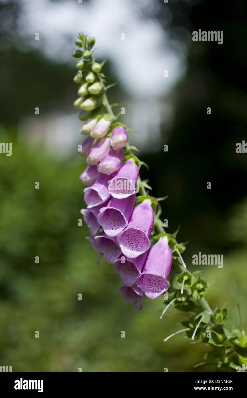 Foxgloves in bloom Stock Photo - Alamy