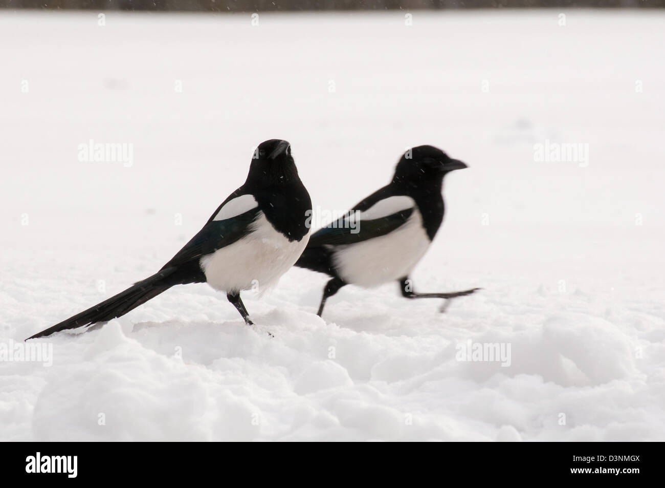 Magpie intelligence hi-res stock photography and images - Alamy