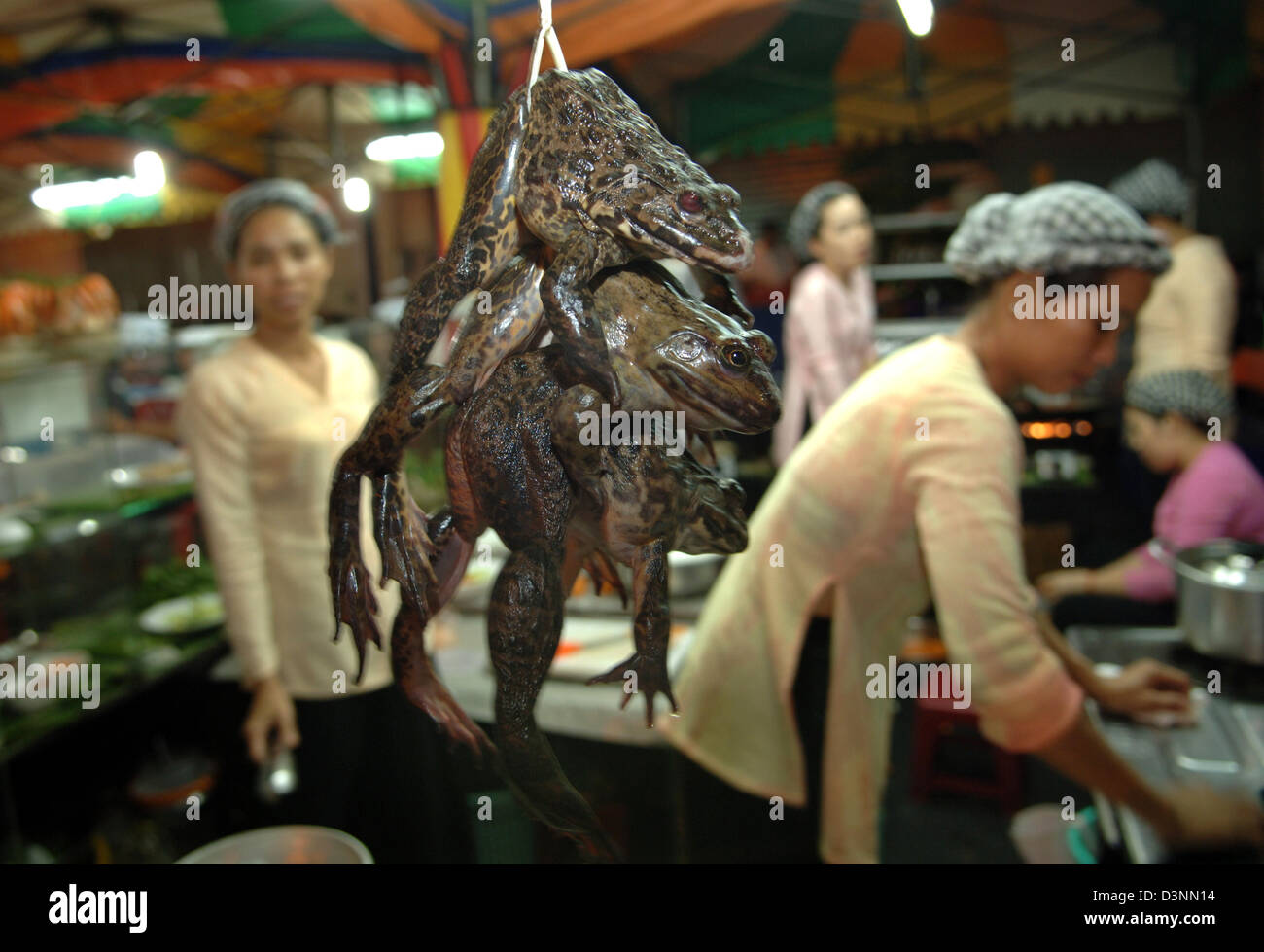 Living frogs hi-res stock photography and images - Alamy