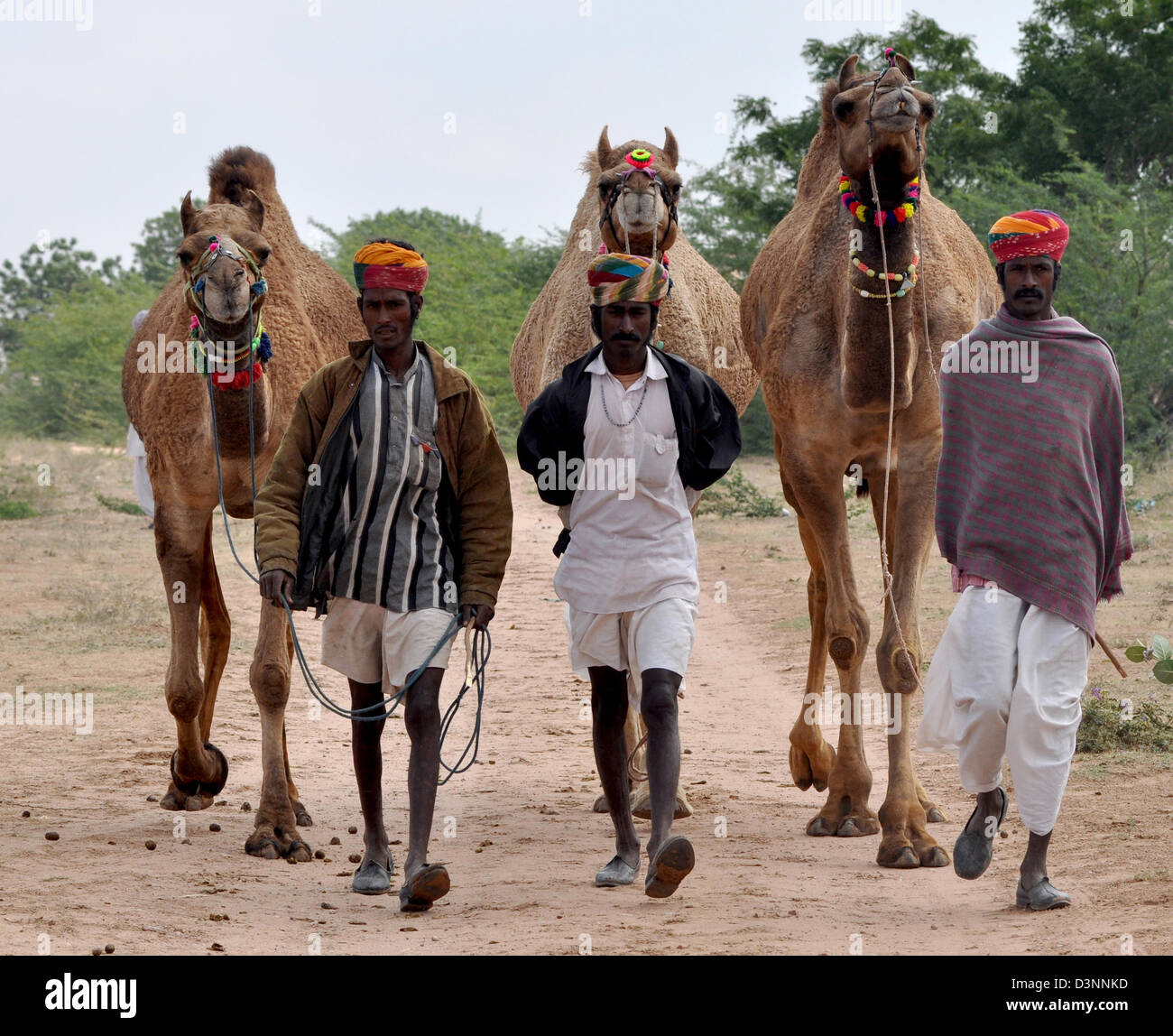 Camel with his headgear hi-res stock photography and images - Alamy