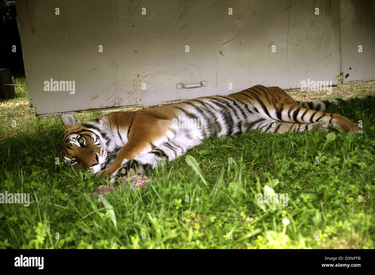 The photo shows a numbed circus tiger lying on the grass in Wendlingen ...