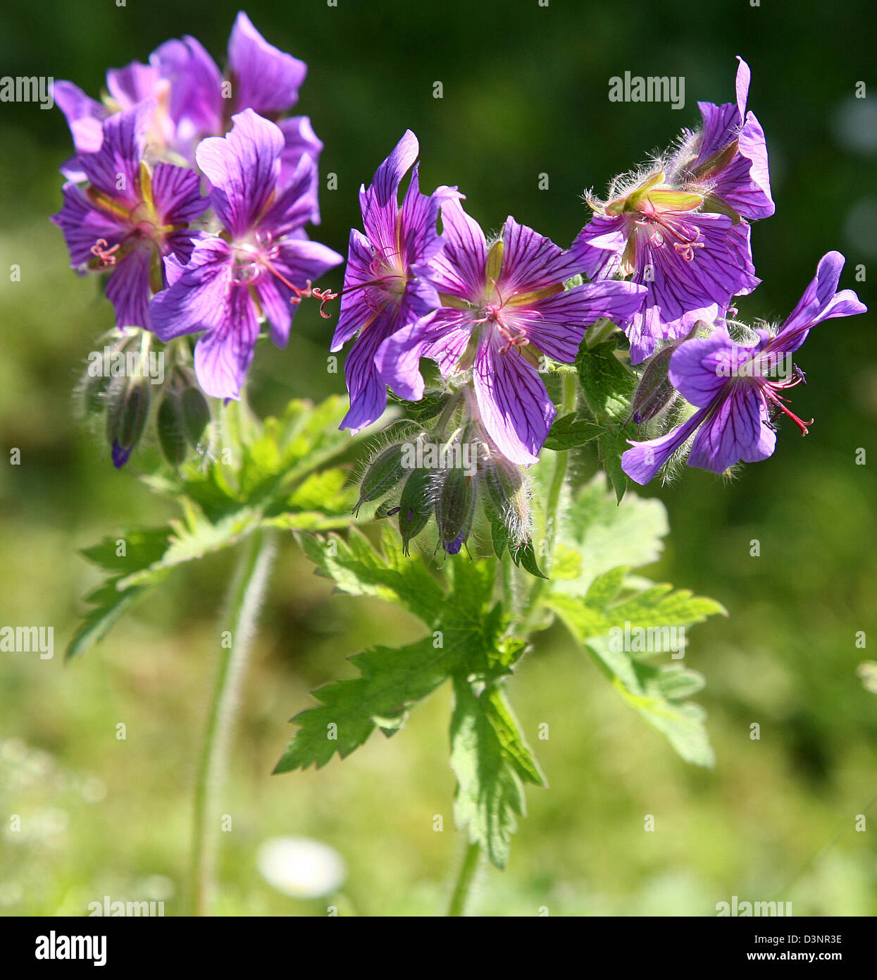 The picture shows the violet bloom of the geranium near Feldafing ...