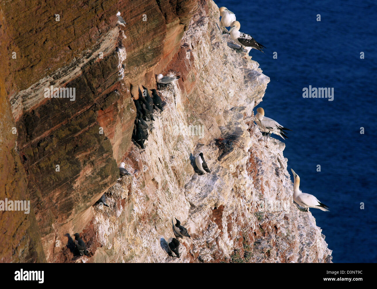 Full nest 1 hi-res stock photography and images - Alamy