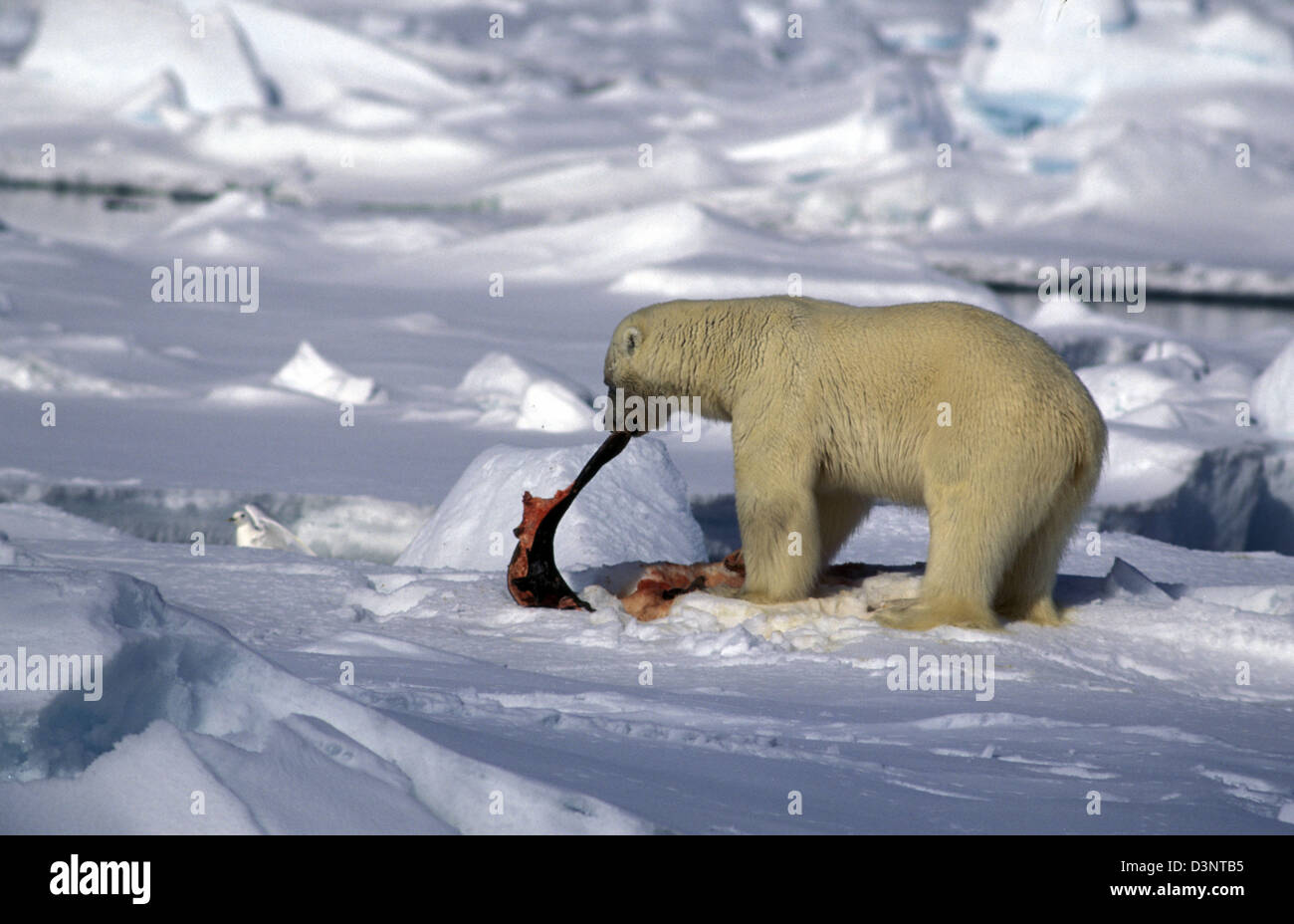 A polar bear eats a seal on the pack ice of Spitzbergen, Norway, 20 ...