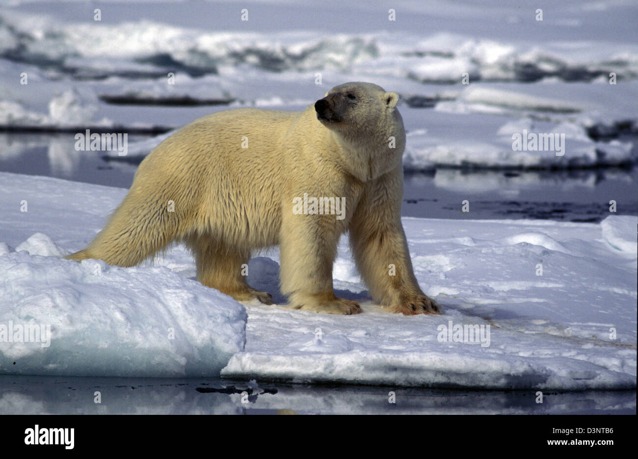 A polar bear roams looking for food on the pack ice of Spitzbergen ...