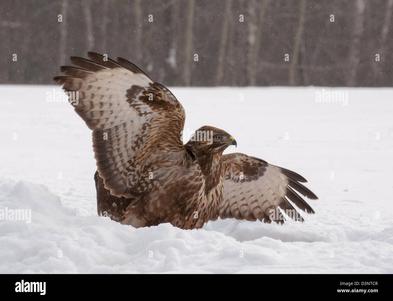Carnivorous buzzard hi-res stock photography and images - Alamy