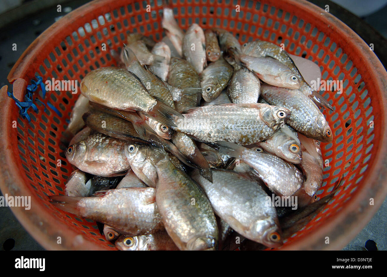 Dong society hi-res stock photography and images - Alamy