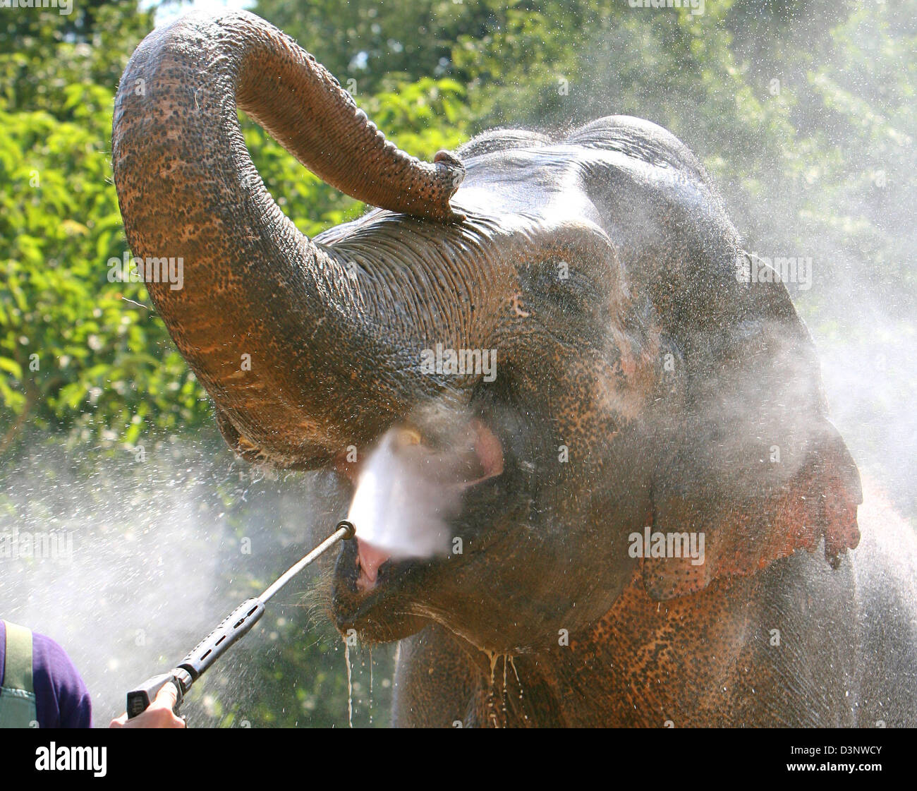 An Indian elephant gets a cool shower in the zoo in Krefeld, Germany ...