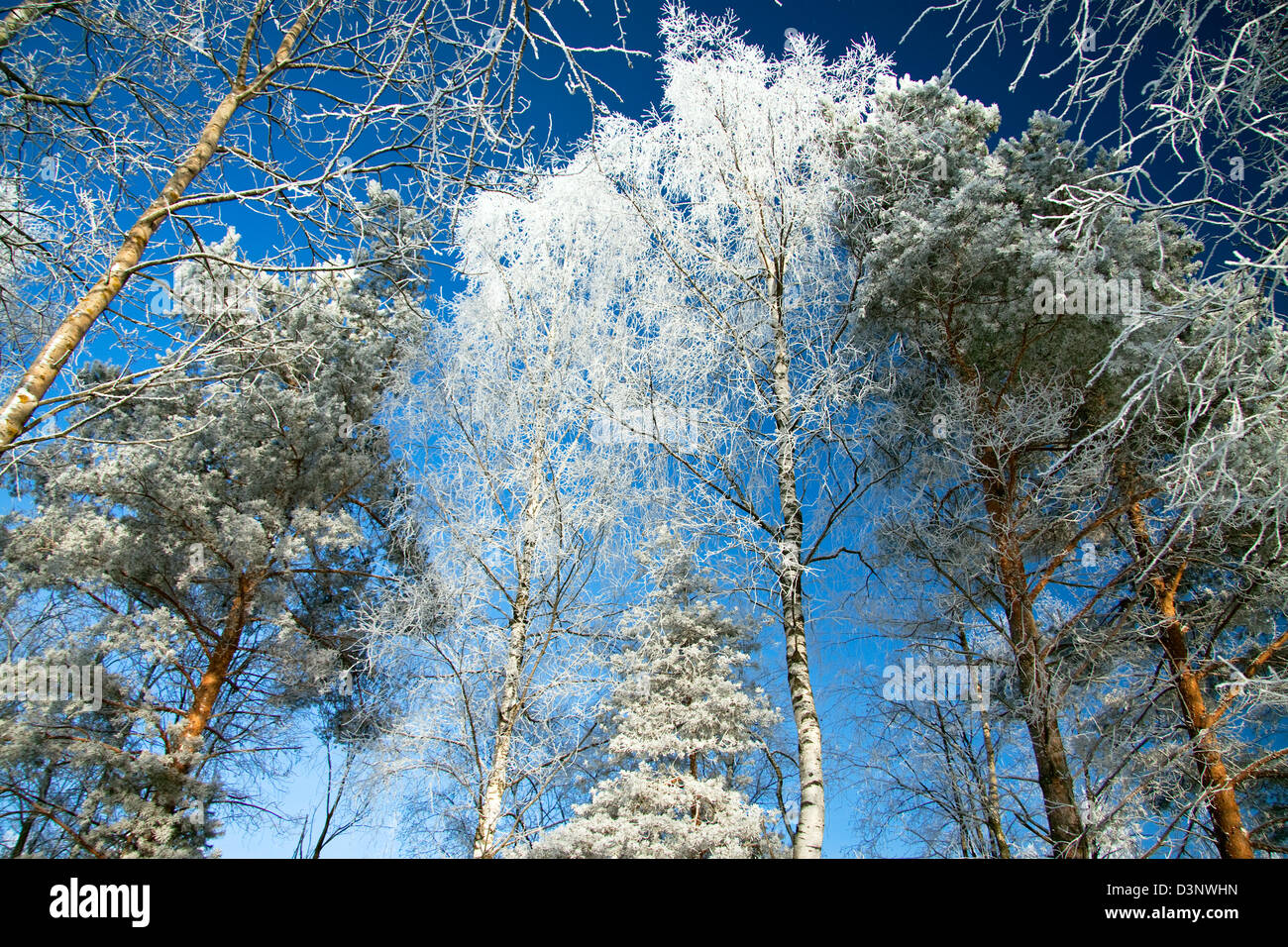 winter landscape with the wood Stock Photo - Alamy