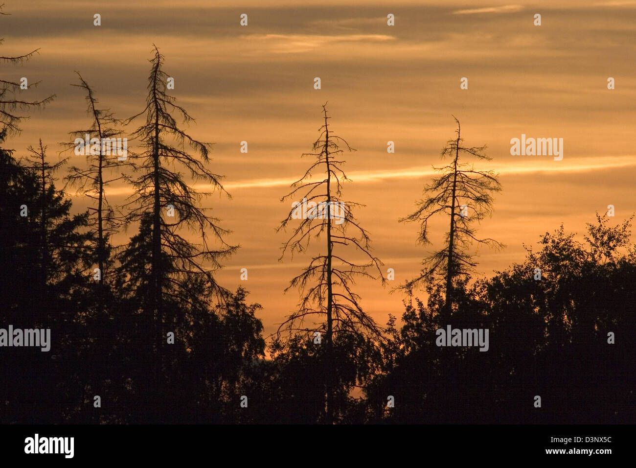 (dpa files) The photo shows dying fir trees in front of a colourful ...