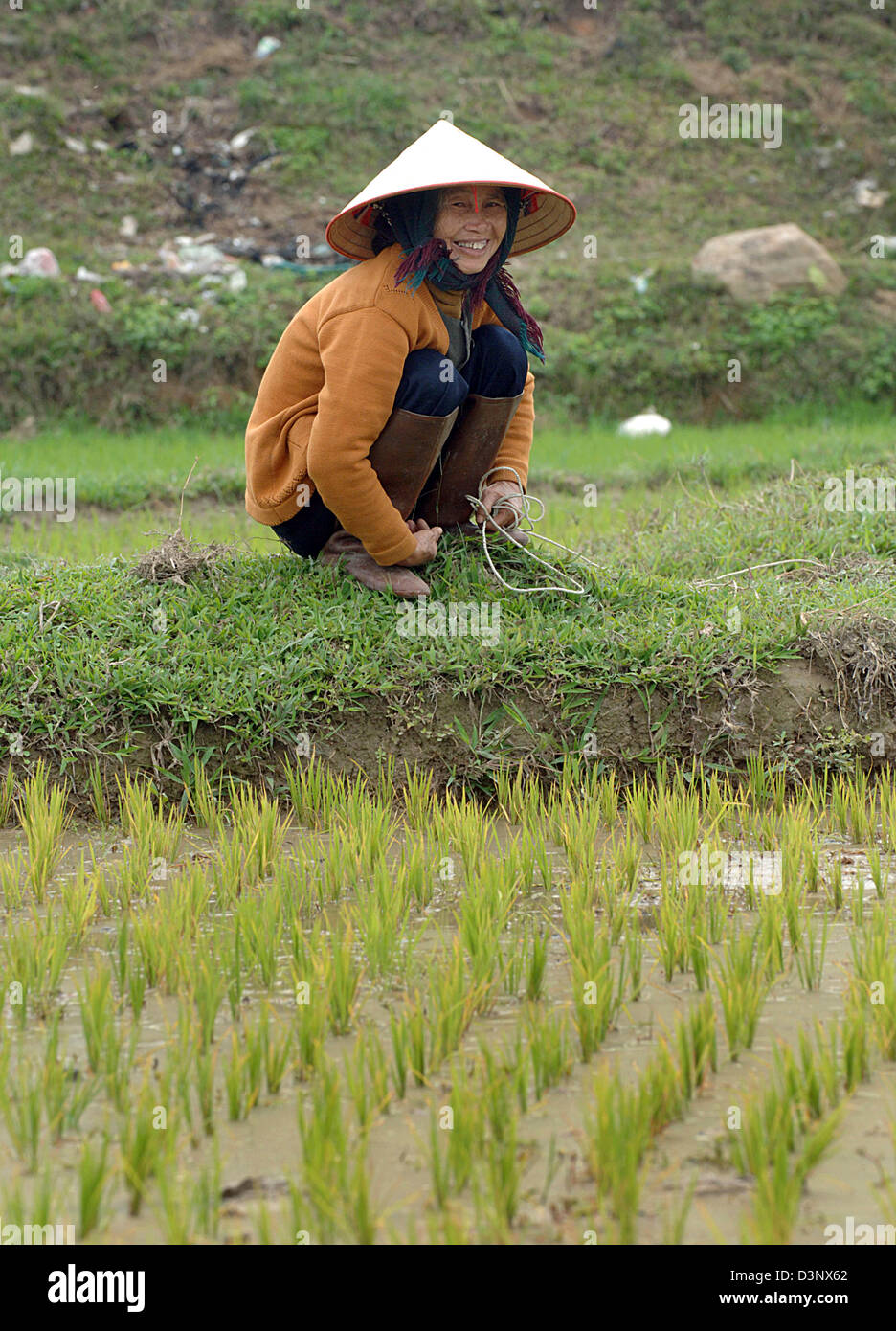A female paddy farmer works on her field near Hanoi, Vietnam, 19 ...
